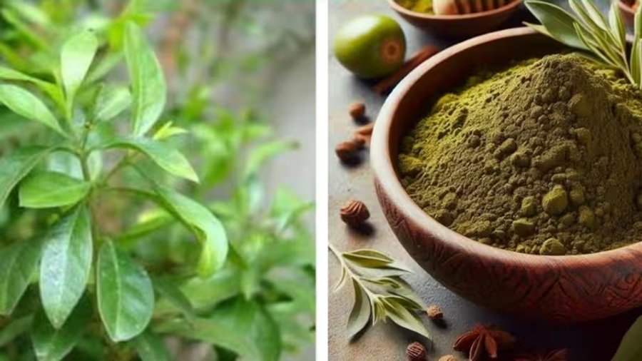 Gardening Tips: Grow a Natural, Chemical-Free Mehndi Plant at Home ...