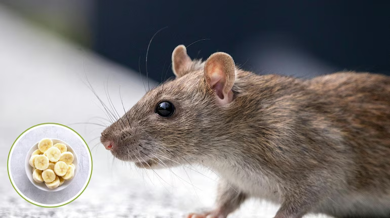 Natural Remedies to Keep Rats Away: Safe and Effective Tricks Without ...