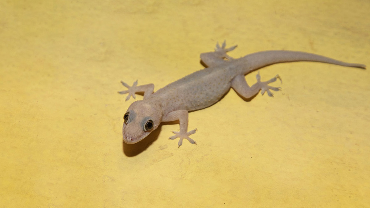 Are lizards visible on every wall of the house as the weather changes? This trick, which costs ...