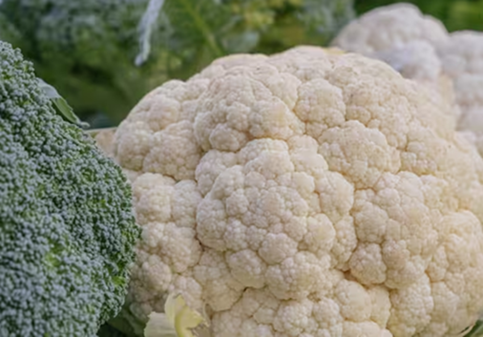 Cauliflower Leaves: Cauliflower stalks contain so many vitamins that 99 ...