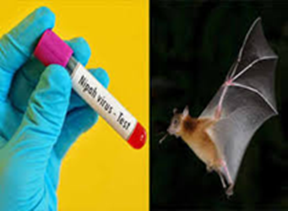 Nipah Virus: How dangerous is the Nipah virus? What is the way to avoid ...